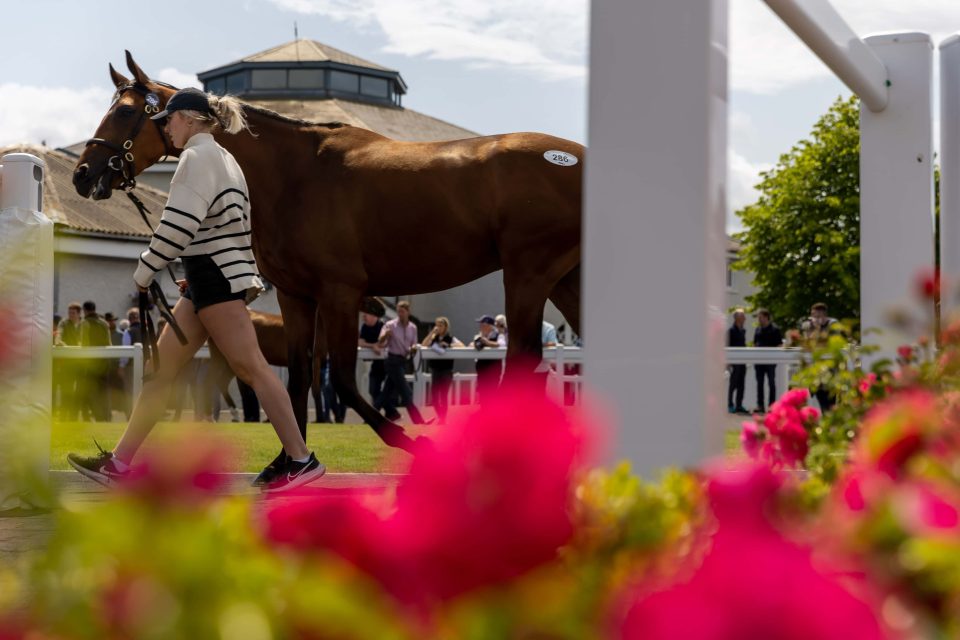 Derby Sale - Ireland