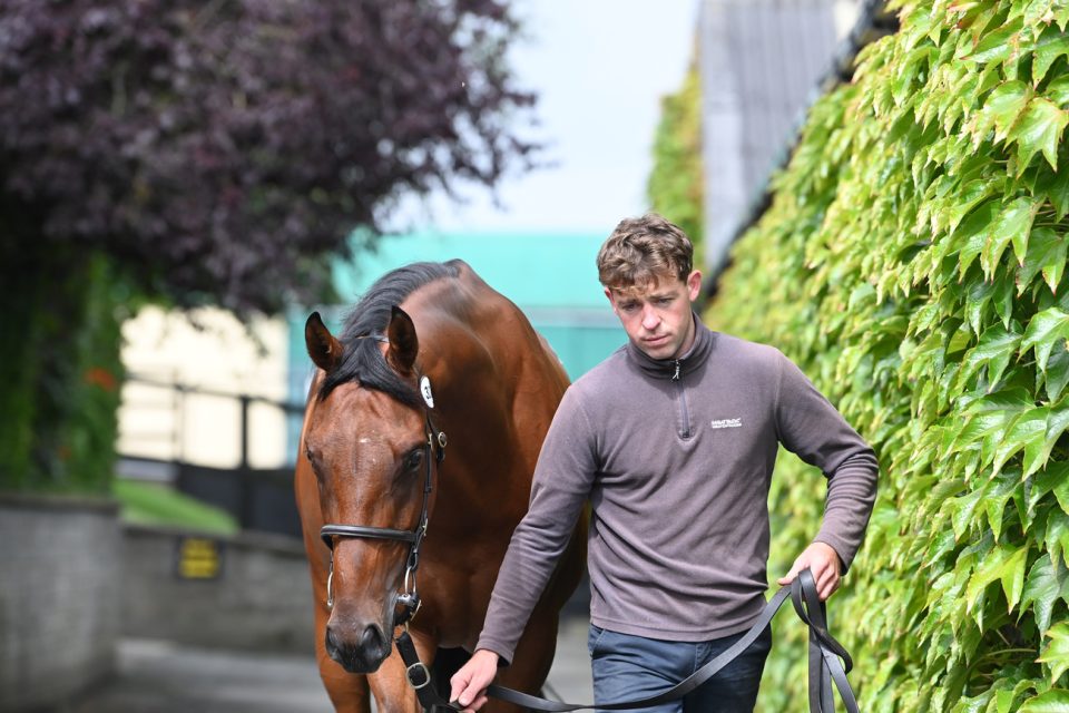 Gaynestown Goes to €55,000 for Top Lot by Order Of St George - Ireland