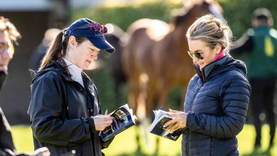 September Yearling Sale 2025 - Ireland